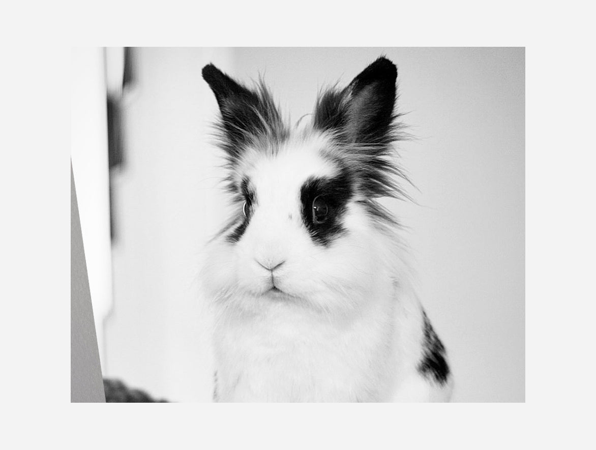 Introducing Fritz – HAM